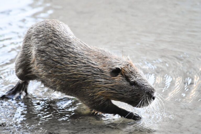 大阪の大川にいるカピバラ？ 外来種ヌートリアの正体について | MAYUK0 ILLUSTRATION